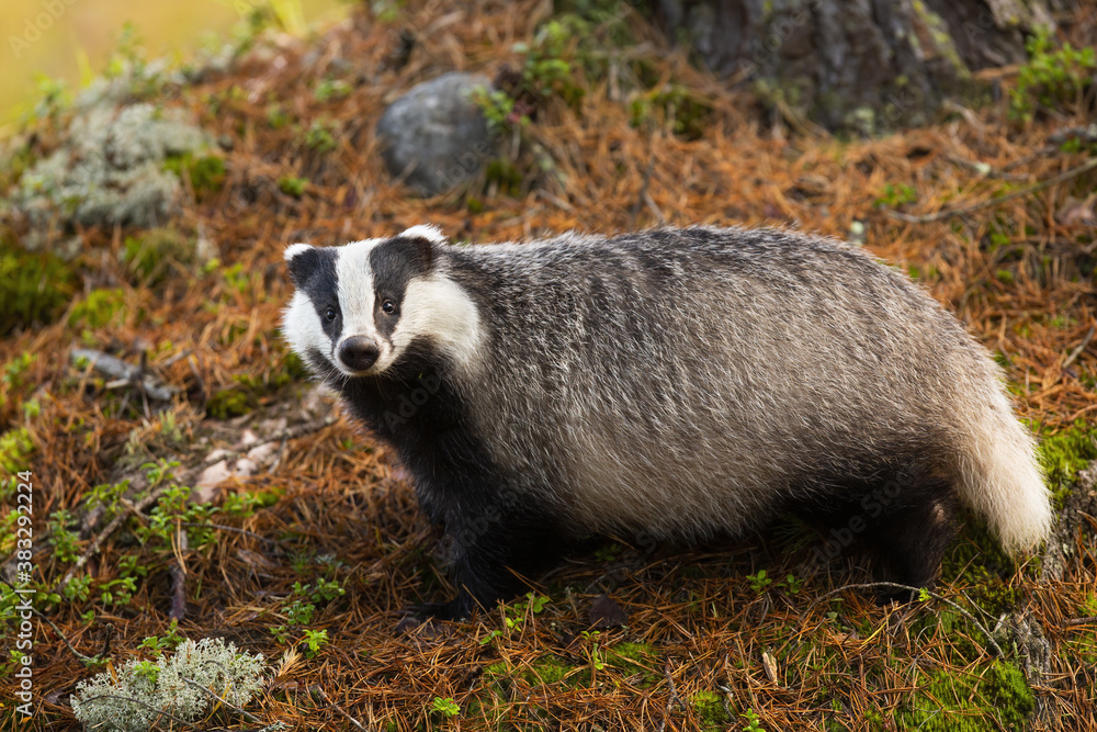 European Badger