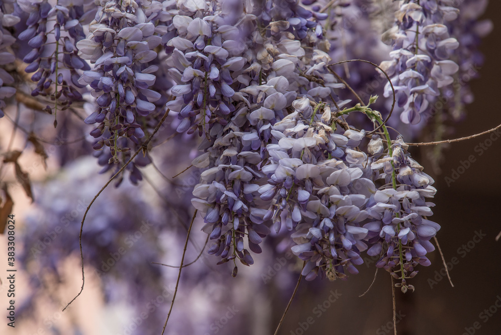 Flores de glicinia color violeta en vistosos racimos en primavera. La ...