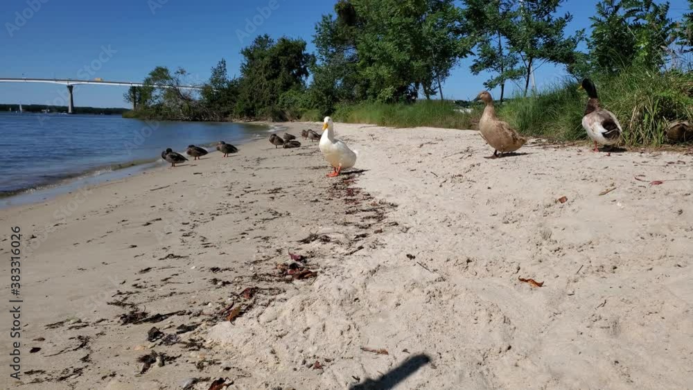 Ducks meander on the sandy beach of the Patuxent River, Solomons Island ...