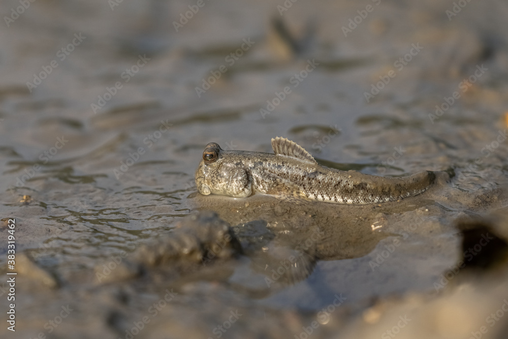 Mudskipper on Mud Flat Stock Photo | Adobe Stock