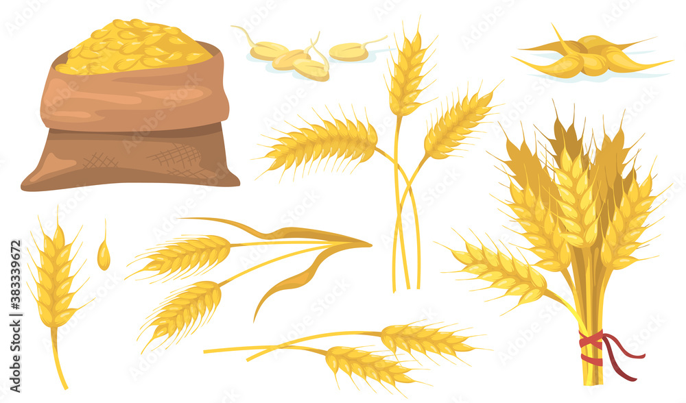 Yellow ripe wheat bunch, spikes and grains flat item set. Cartoon ...