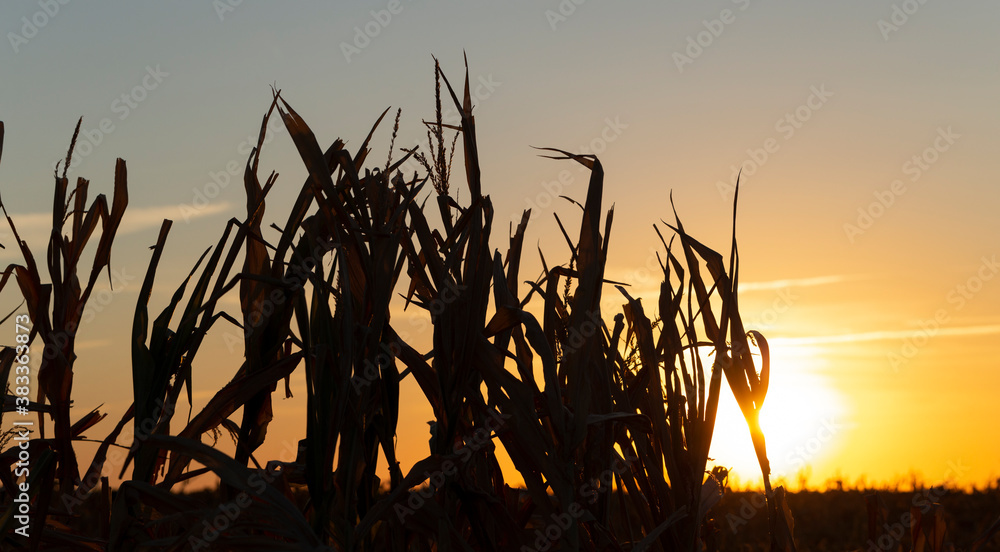 Dry corn field at the beautiful yellow dawn. Corn plantation, damaged ...