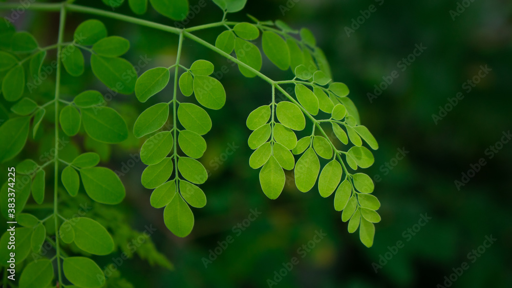 Natural Moringa leaves Green Background. Young Moringa leaves in ...