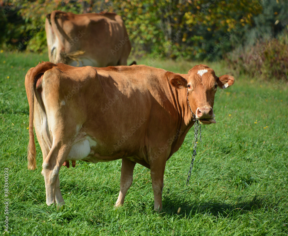 The Brown Swiss or American Brown Swiss is an American breed of dairy ...