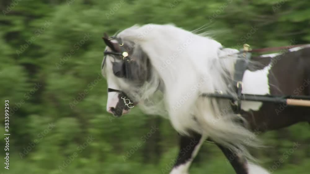 Man in formal attire driving Gypsy Vanner Horse stallion pulling buggy ...