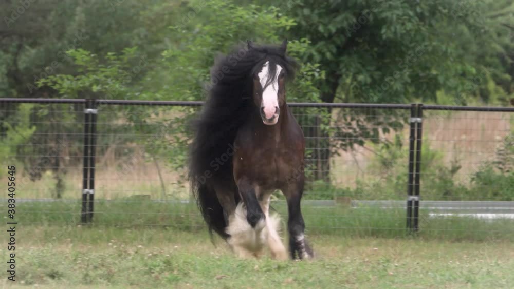 Gypsy Vanner Horse Stallion running unbridled at liberty Stock Video ...