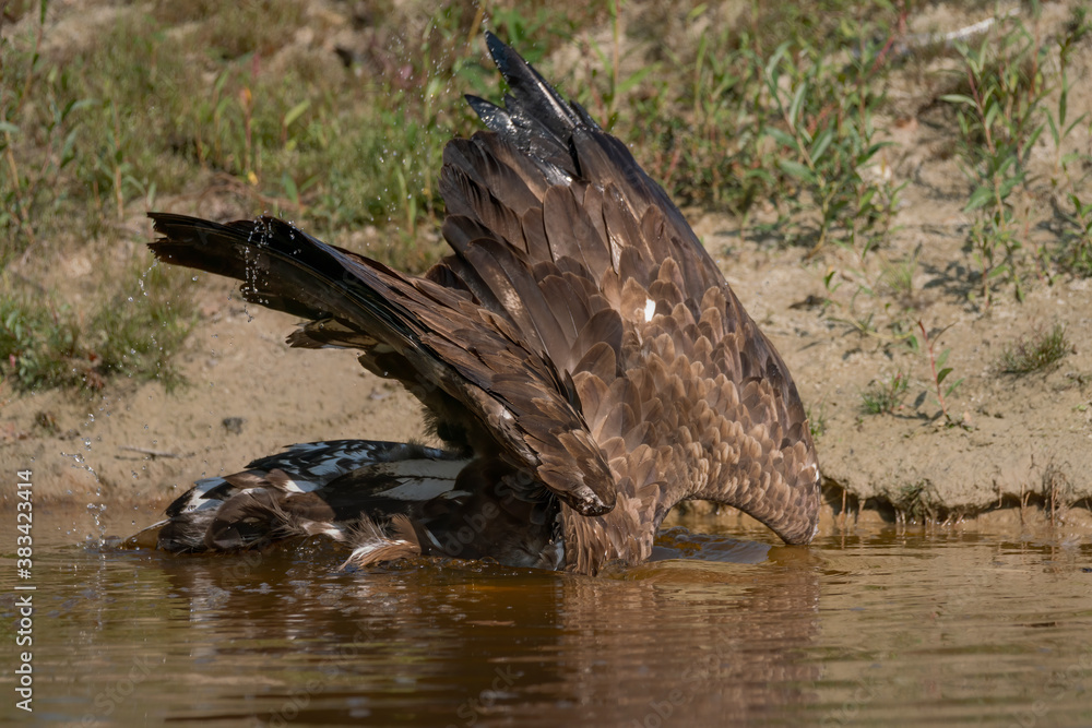 Beautiful White Tailed Eagle (Haliaeetus albicilla) taking a bath with ...