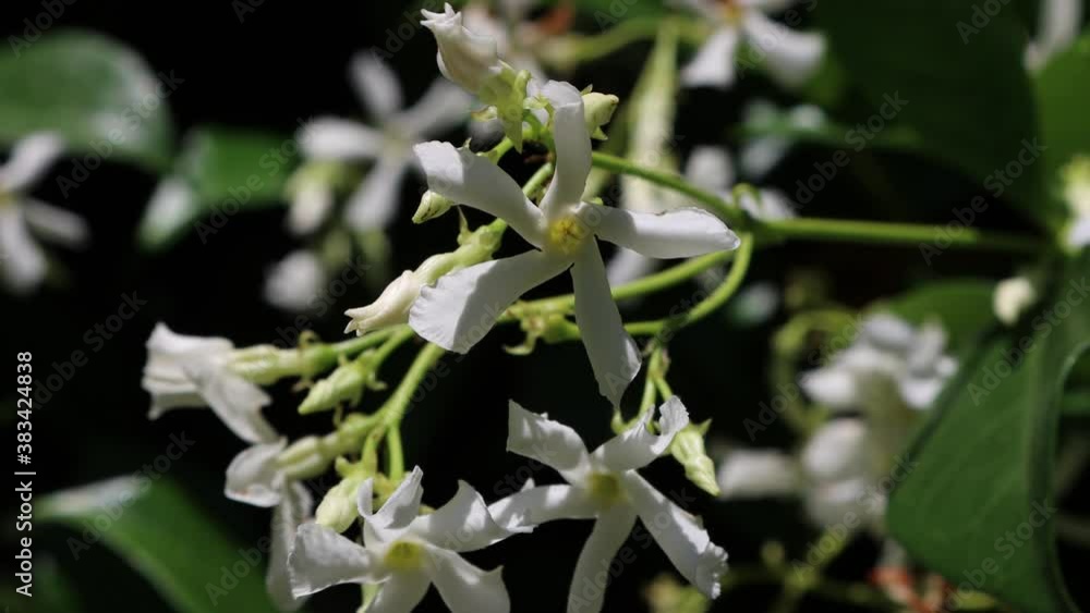 Close-up of white climber star Jasmin with many white flowers in the ...