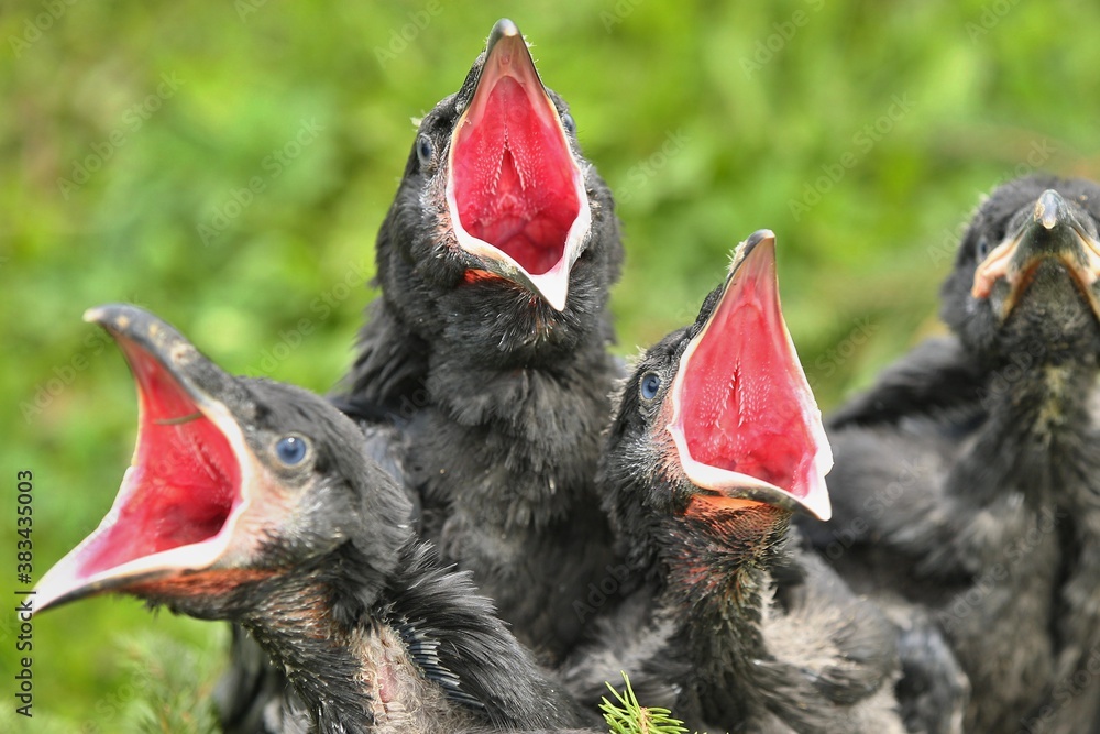 Black raven in the nature habitat. Young raven birds in the nest. Stock ...