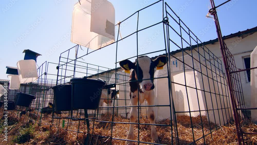 Livestock farm. Little calf on the farm. Nursery with small calves on a ...