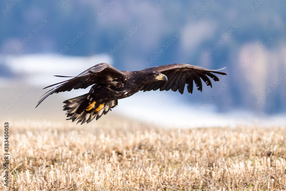 White Tailed Eagle (Haliaeetus albicilla) in flight. Also known as the ...