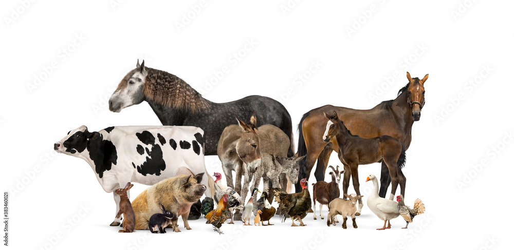 Group of many farm animals standing together Stock Photo | Adobe Stock