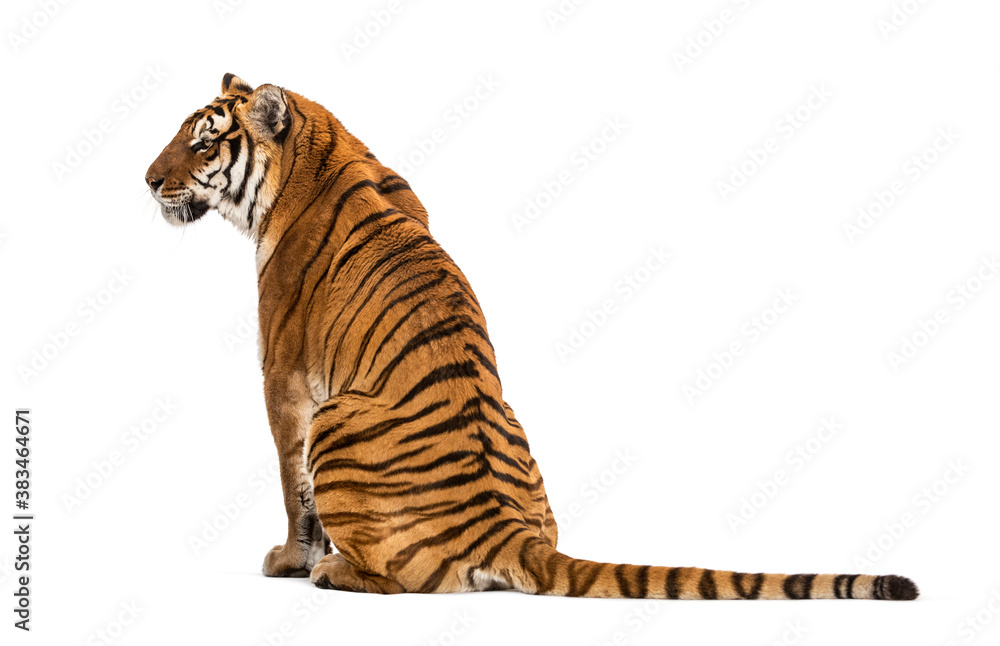 Back view of a Tiger sitting, isolated on white Stock Photo | Adobe Stock