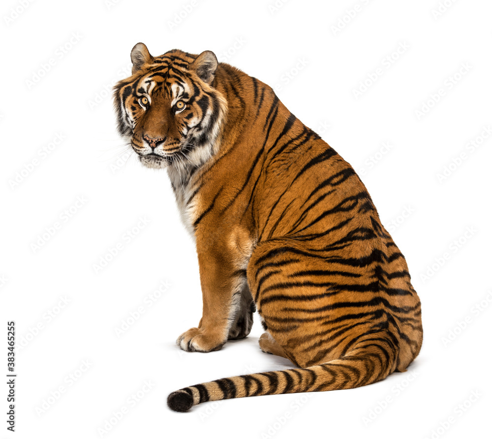 Back view of a Tiger sitting and looking back, isolated on white Stock ...