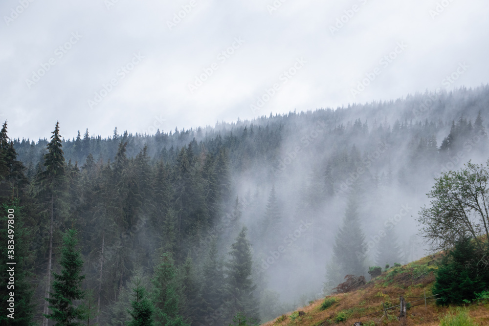 Pine forest with clouds fog surrounding it Stock Photo | Adobe Stock