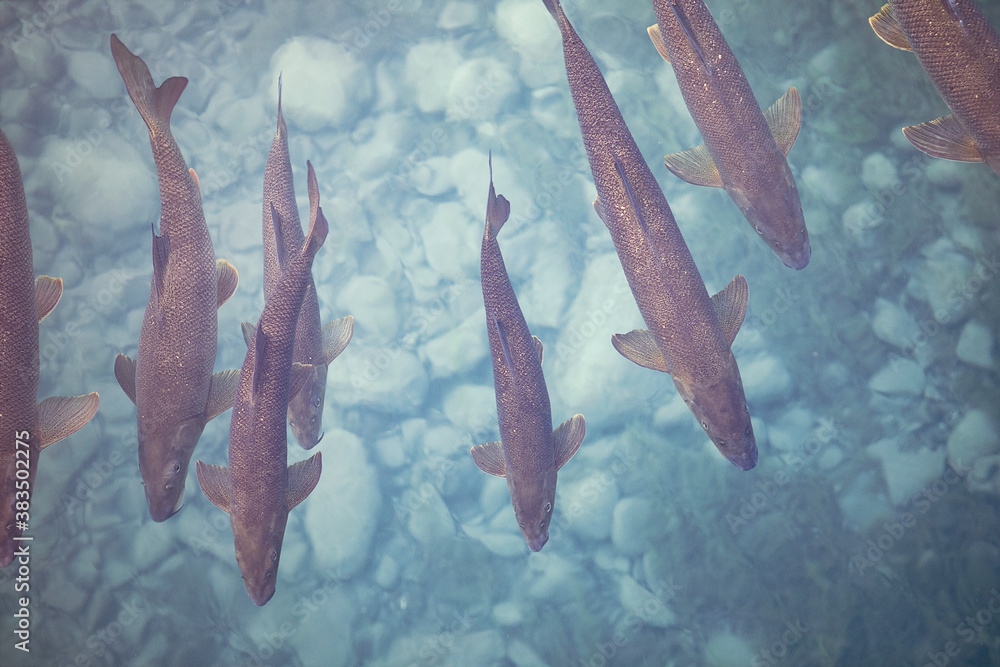 Shoal of fishes in transparent water. Stream with floating fishes, view ...