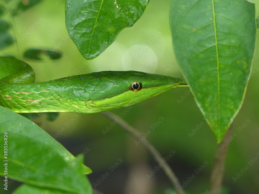 Oxybelis fulgidus, Colubridae family, commonly known as the green vine ...