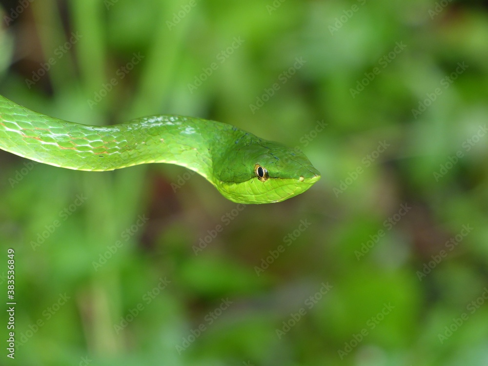 Oxybelis fulgidus, Colubridae family, commonly known as the green vine ...