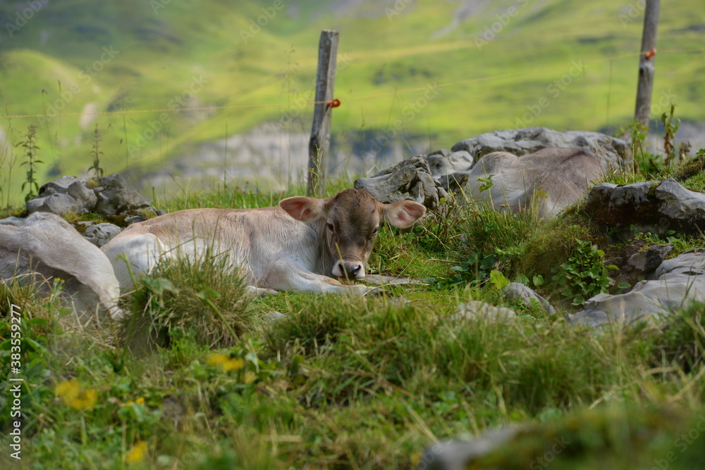Schweizer Kühe auf der Almweide Stock Photo | Adobe Stock