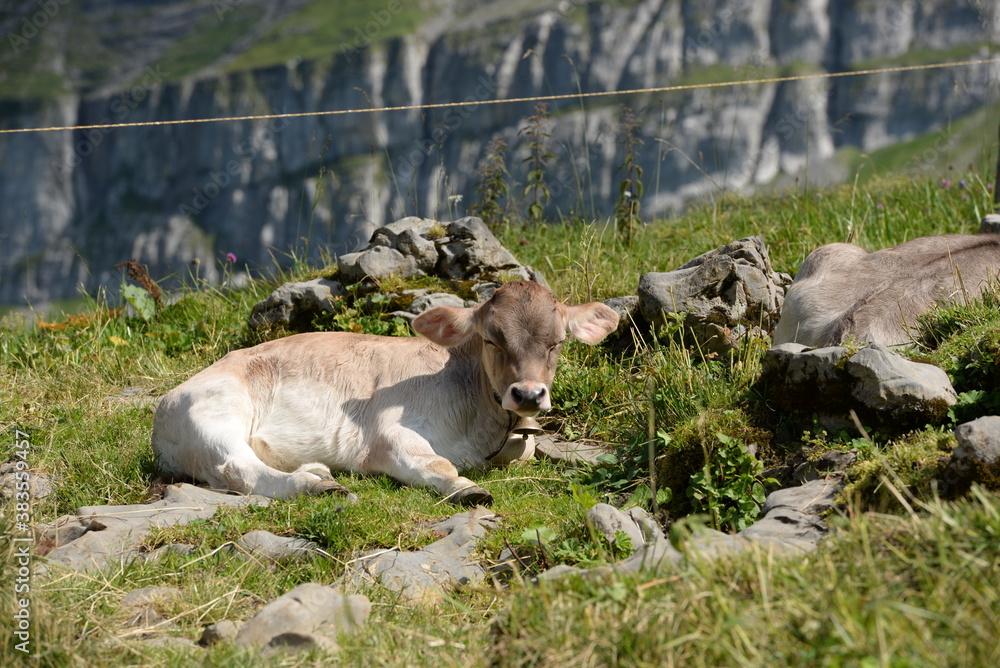 Schweizer Kühe auf der Almweide Stock Photo | Adobe Stock