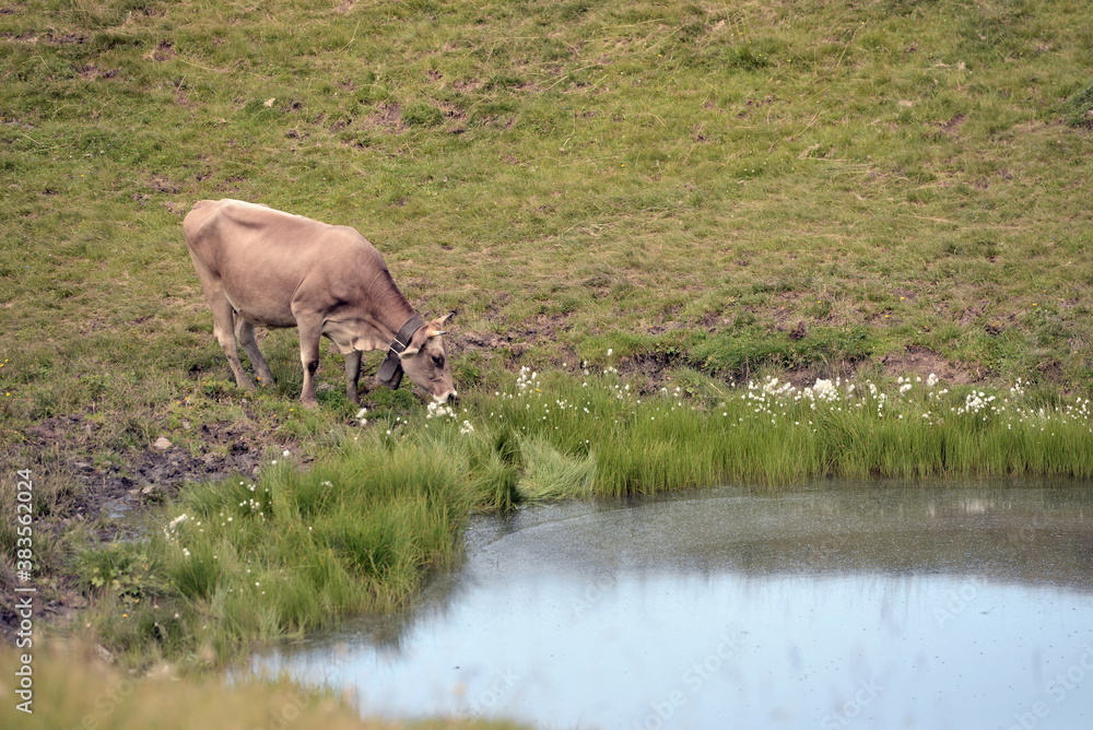 Schweizer Kühe auf der Almweide Stock Photo | Adobe Stock