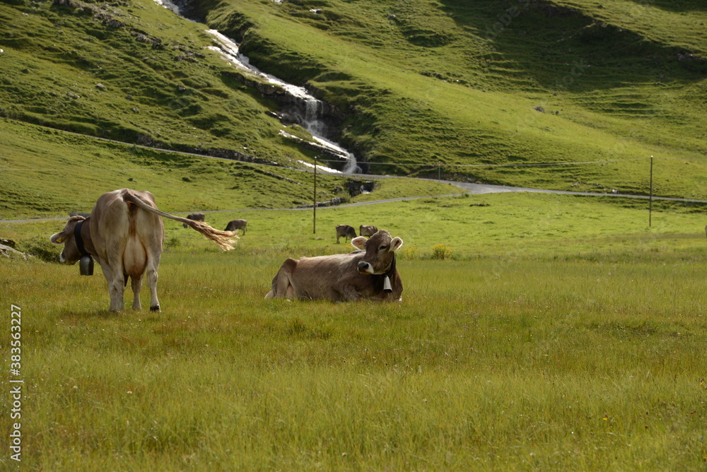 Schweizer Kühe auf der Almweide Stock Photo | Adobe Stock