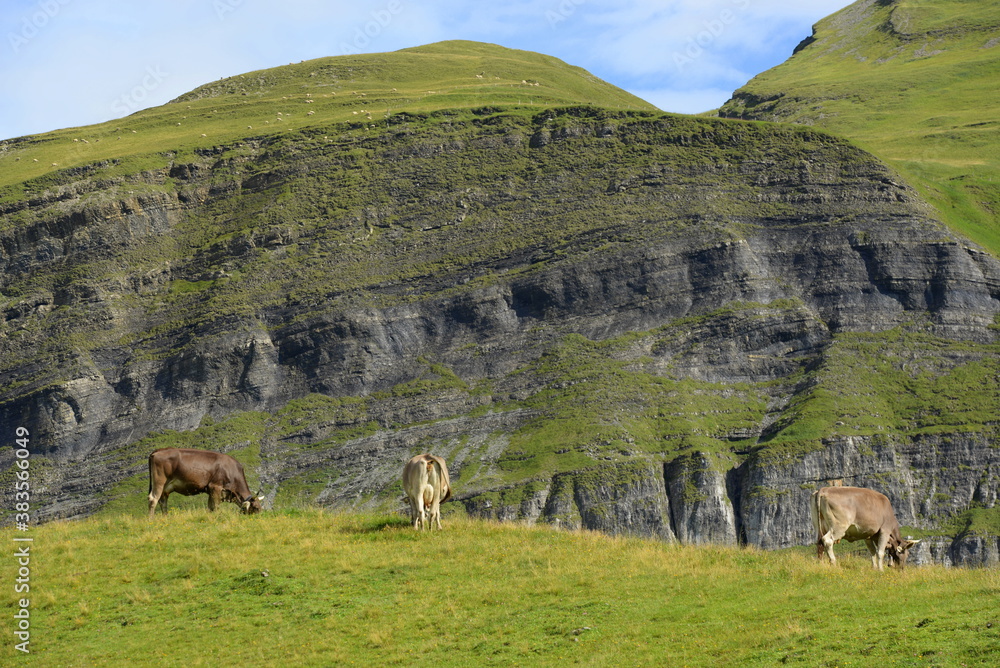 Schweizer Kühe auf der Almweide Stock Photo | Adobe Stock