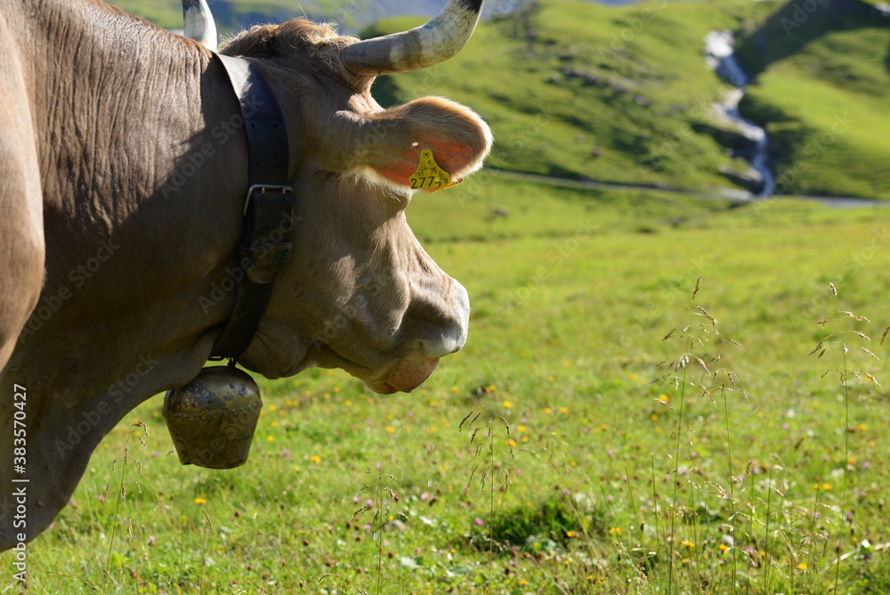 Schweizer Kühe auf der Almweide Stock Photo | Adobe Stock