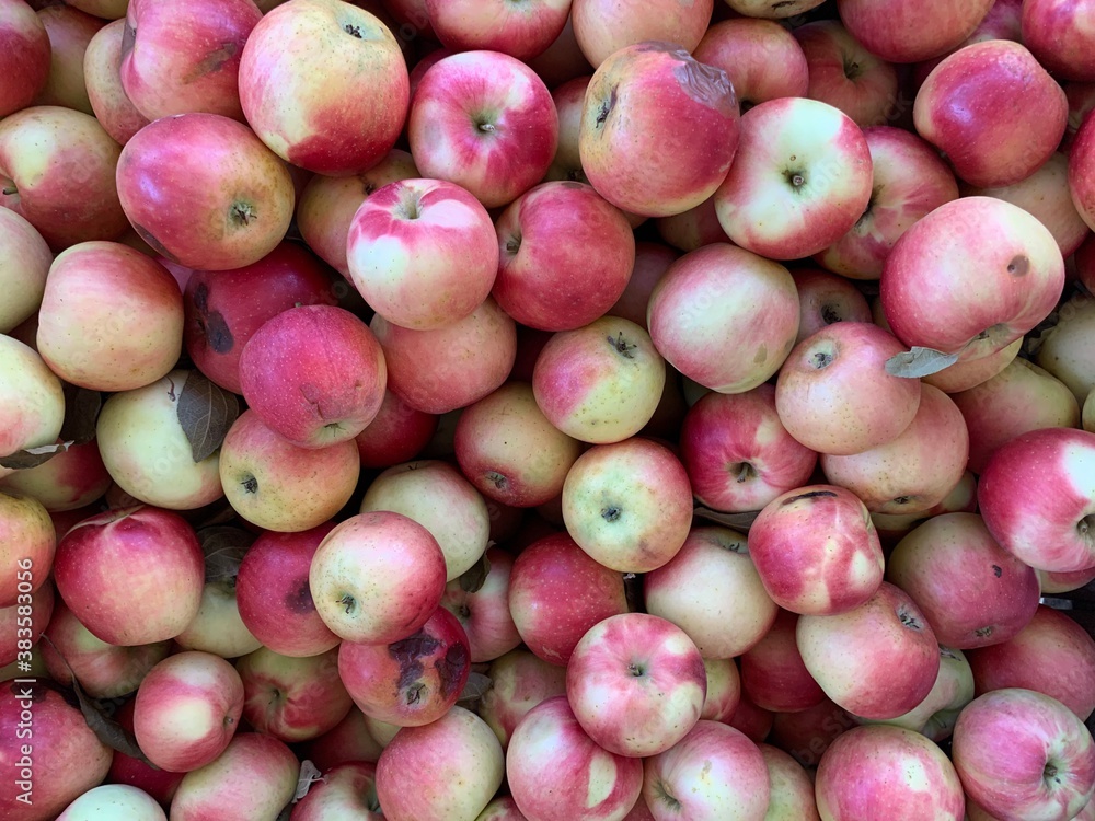 Manzanas y mas manzanas rojas deliciosas frescas listas para un ...