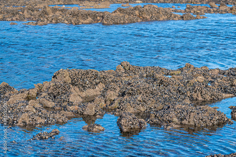 Mussels and barnacles clustered on rocks Stock Photo | Adobe Stock