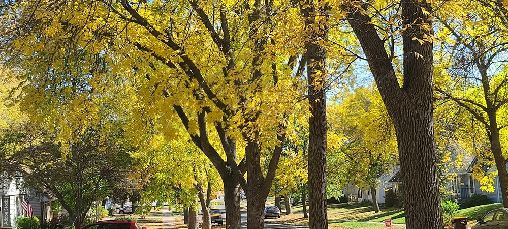 Neighborhood trees turning their leaves for fall and towering over ...