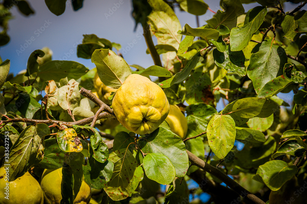 Quitte, Quittenbaum, Cydonia Oblonga, Quitten, Alpfelquitte, obst ...