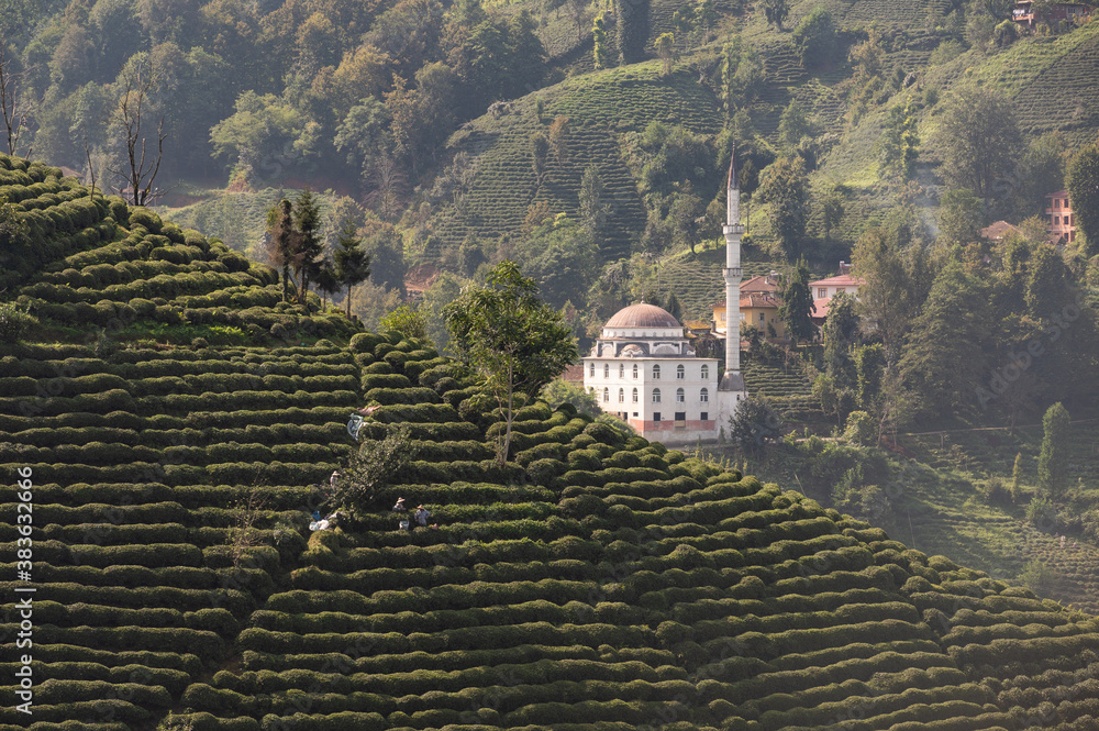 Scenic tea plantation on a hillside with mosque on the background at ...