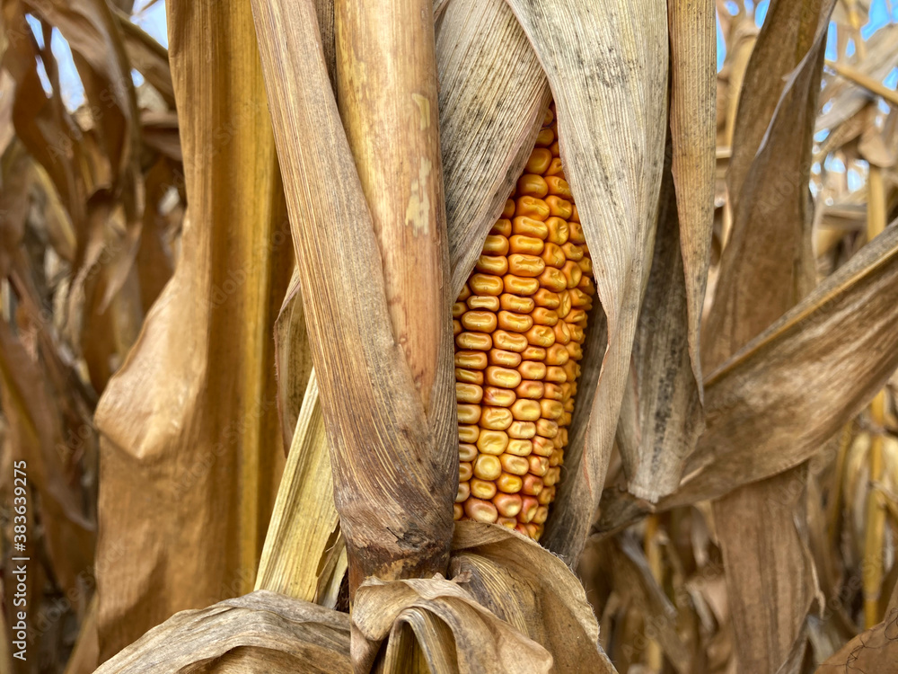 Detail of a fully ripe corn on the cob in a leaf wrap on a corn plant ...