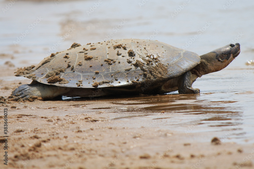 Arrau turtle (Podocnemis expansa) during the spawning season at the ...