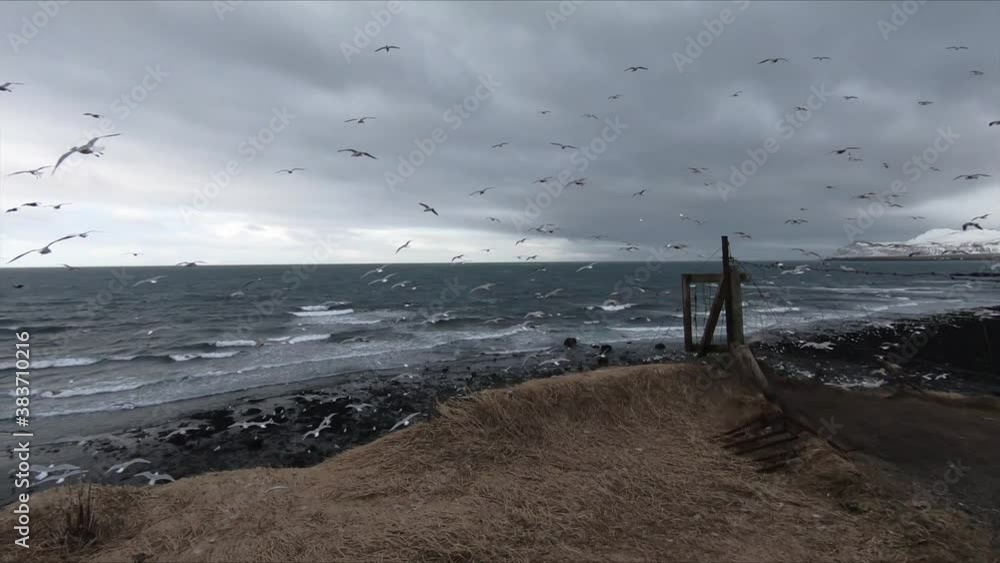 Impressive slow motion view of huge number of seagulls flying together ...