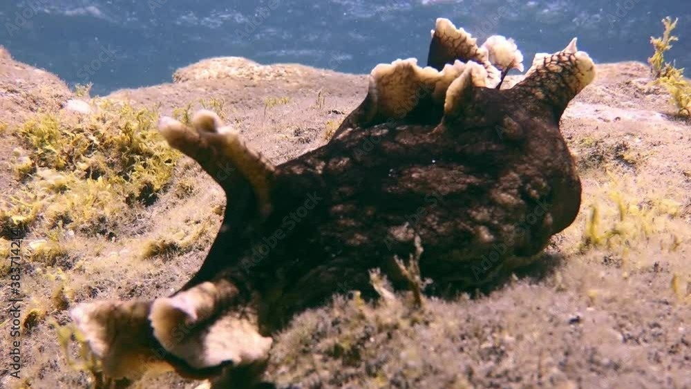 Black shellfish sea slug underwater on bottom of volcanic origin in ...