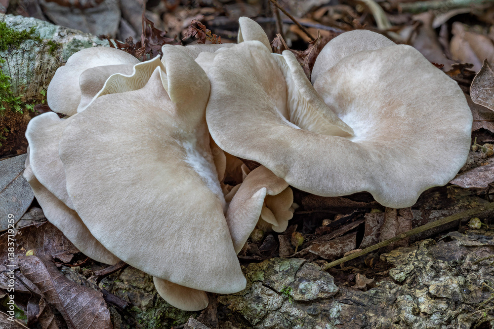 Omphalotus nidiformis (Ghost Fungus) - bioluminescent fungi - Lamington ...