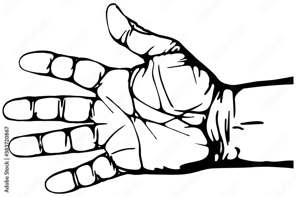 Palm with five fingers extended. Black and white drawing. Stock Vector ...