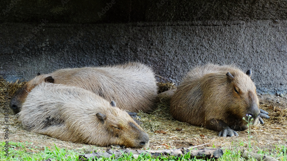 Capybaras are sleeping on the wetland. The capybara is a giant cavy ...