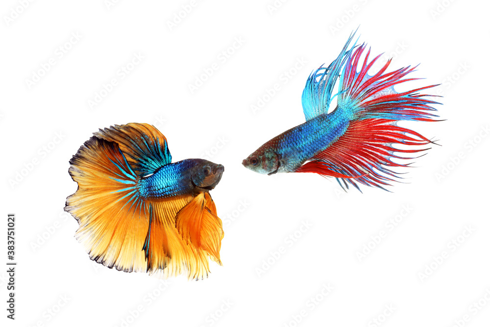 Couple of betta fighting fish top form preparing to fight isolated a on ...