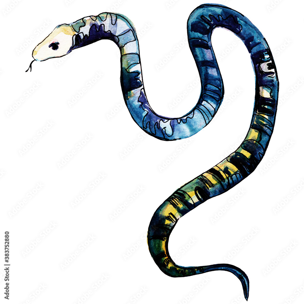 Watercolor hand drawn snake illustration isilated on white background ...