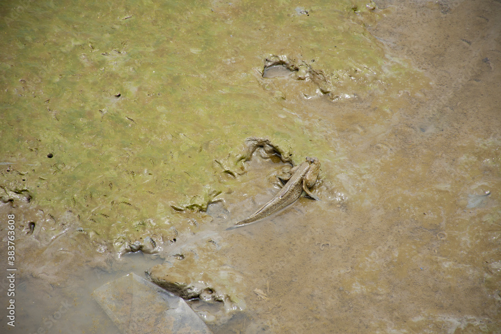 Mudskipper fish or amphibious fishes swim and walking on sludge mud in ...