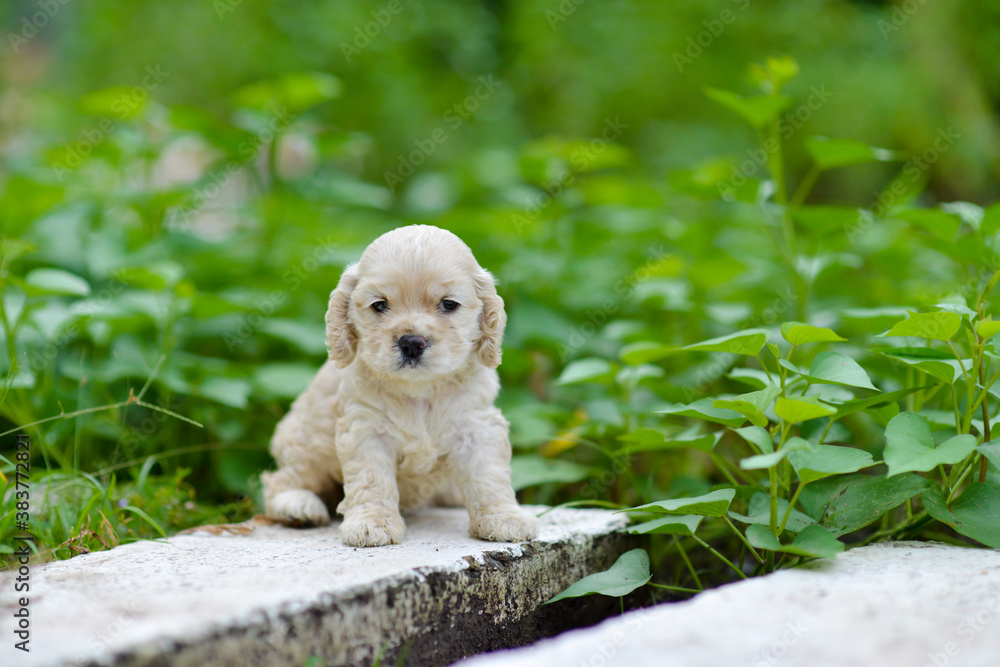 Cute puppy lost in the garden.Cocker Spaniel pup on the walkway.Young ...