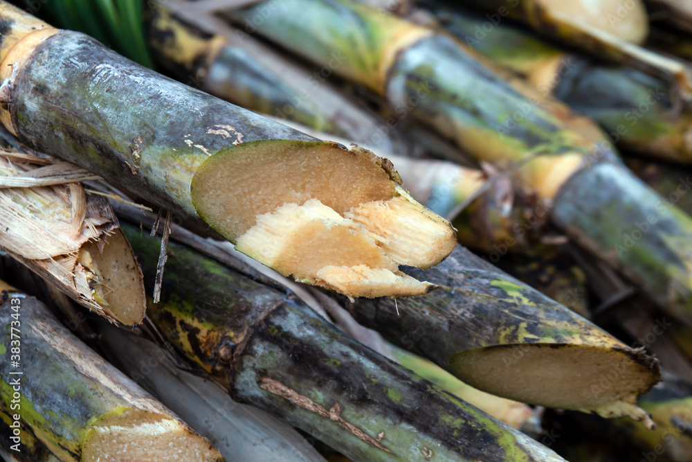 sugarcane pile in plantation land, sugar cane in harvest season ...