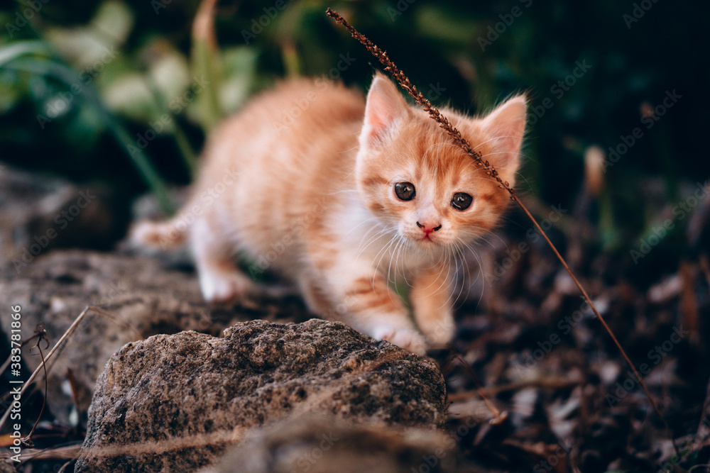 Curious and shy little red cat. Small fluffy striped red kitten for the ...