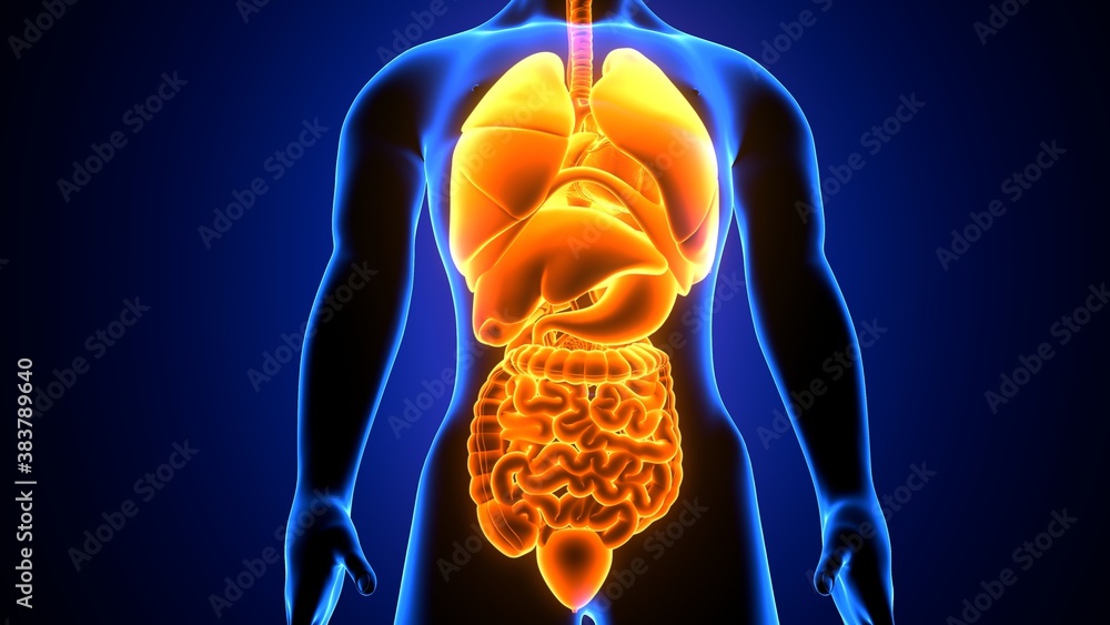 3d illustration of human digestive system anatomy Stock Illustration ...