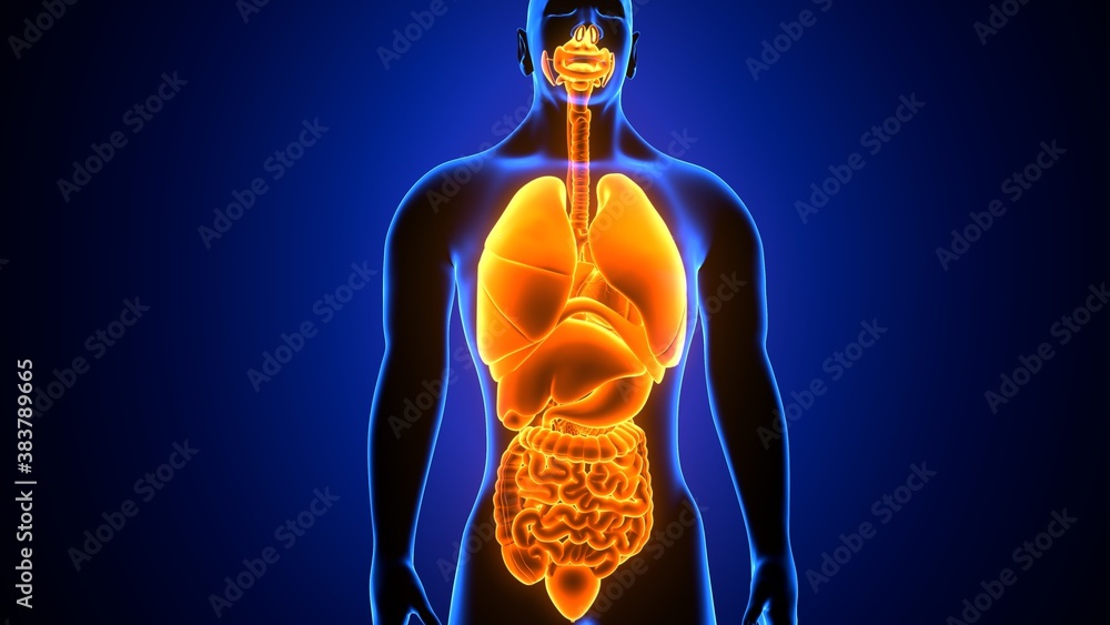3d illustration of human digestive system anatomy Stock Illustration ...