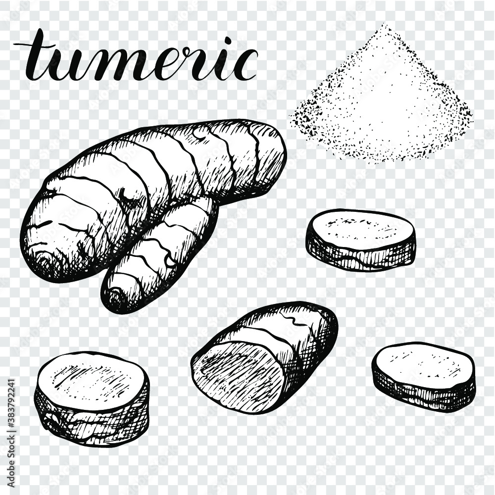 Fresh turmeric root hand drawn sketch. Vector illustration of spices ...