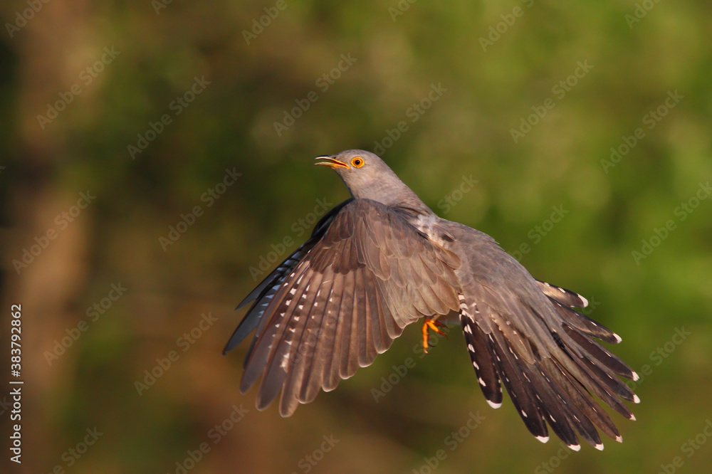 Cuckoo Bird Flying